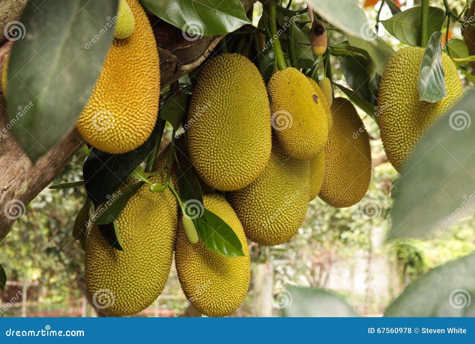 Jack fruit gowing in tree stock photo. Image of fruit - 67560978