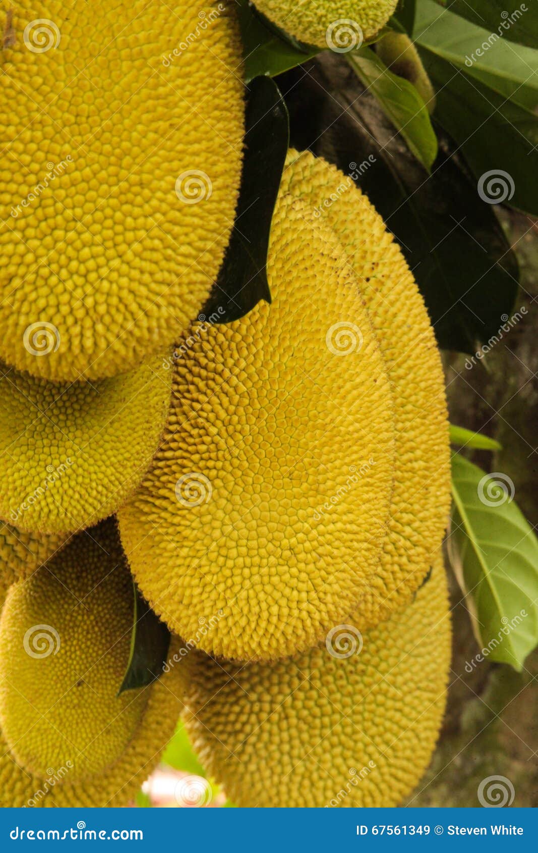 Jack fruit gowing in tree stock image. Image of rough - 67561349