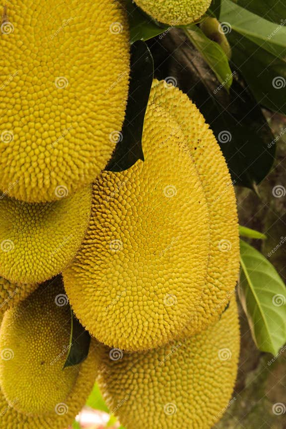 Jack fruit gowing in tree stock image. Image of rough - 67561349