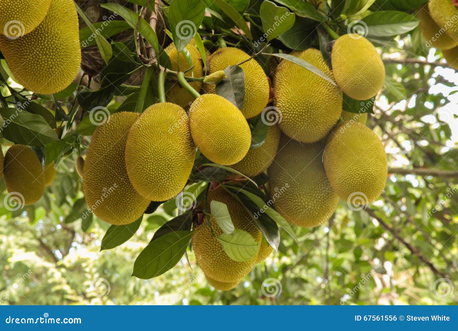Jack fruit gowing in tree stock photo. Image of nature - 67561556