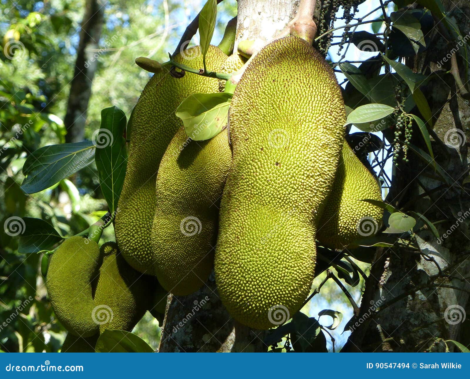 Jack fruit stock photo. Image of green, plantation, jack - 90547494