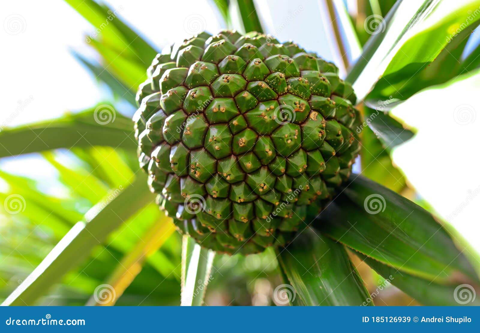 Jack fruit grows on a tree stock image. Image of stem - 185126939
