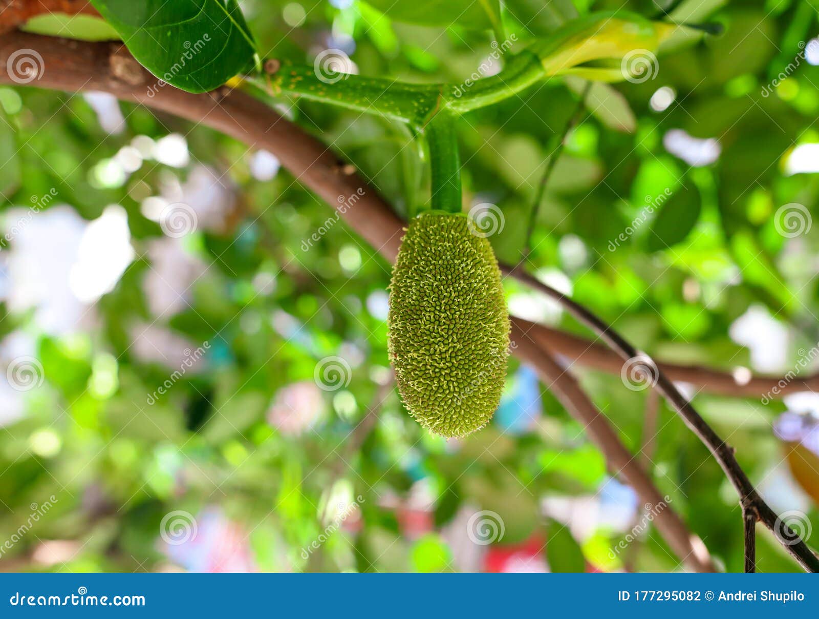 Jack fruit grows on a tree stock photo. Image of life - 177295082
