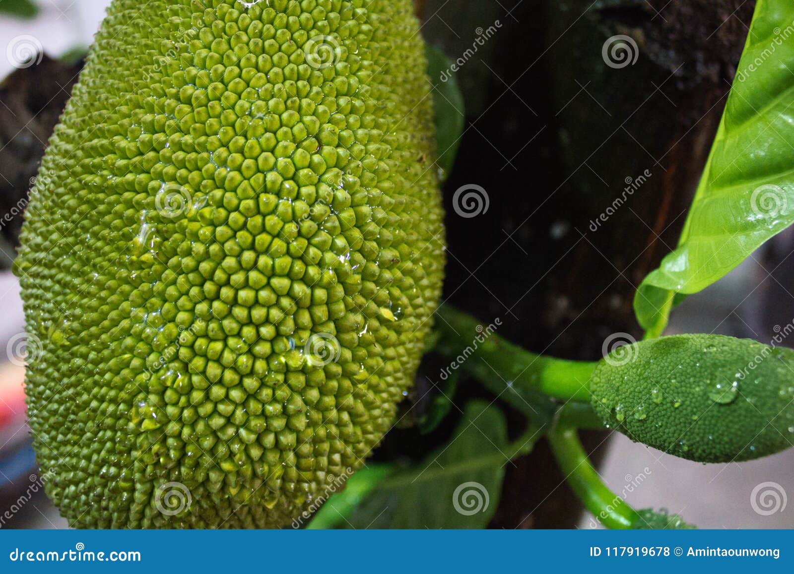 Jack fruit stock photo. Image of grown, closeup, leaf - 117919678