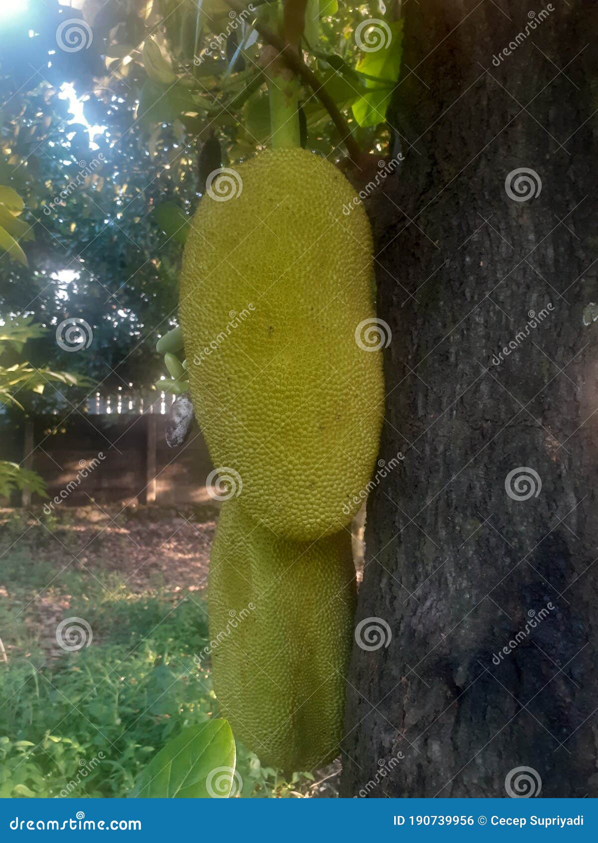 Jack fruit jpeg image stock photo. Image of nature, fruit - 190739956