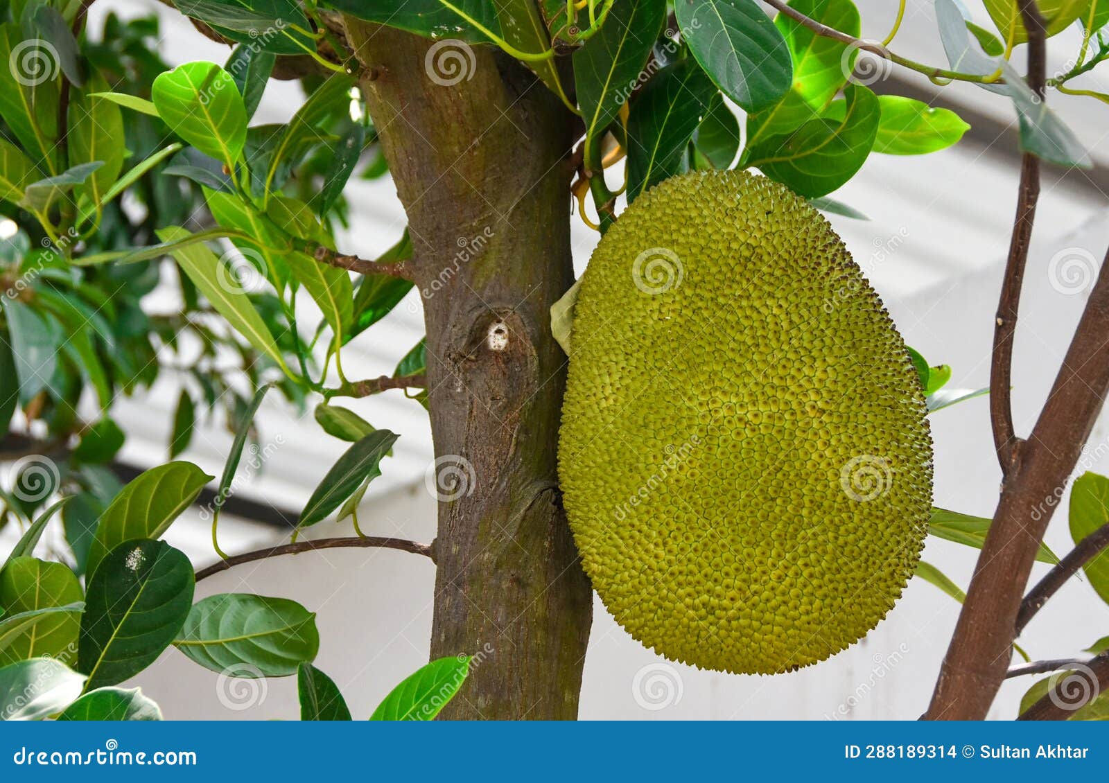 Jack Fruit, the Largest Tree Fruit in the World Stock Photo - Image of ...