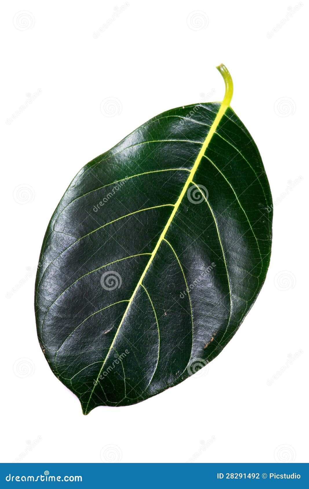 Jack fruit leaf stock photo. Image of white, leaf, fresh - 28291492