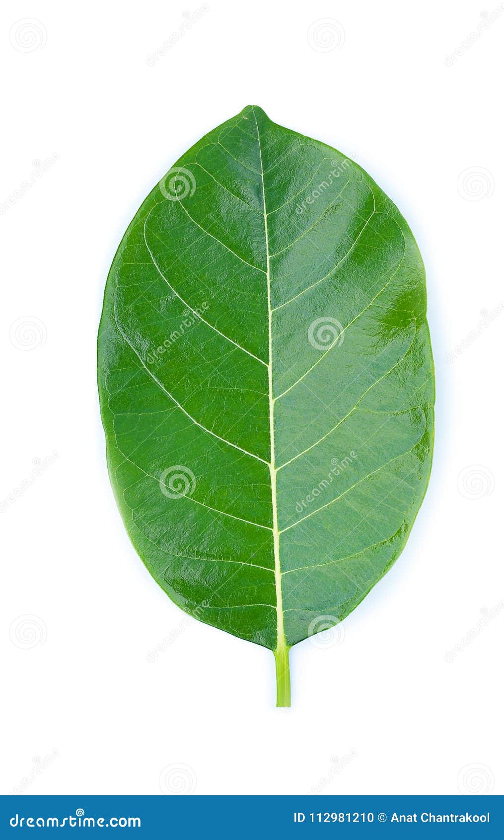 Jack Fruit Leaves Isolated on White Background Stock Photo - Image of ...