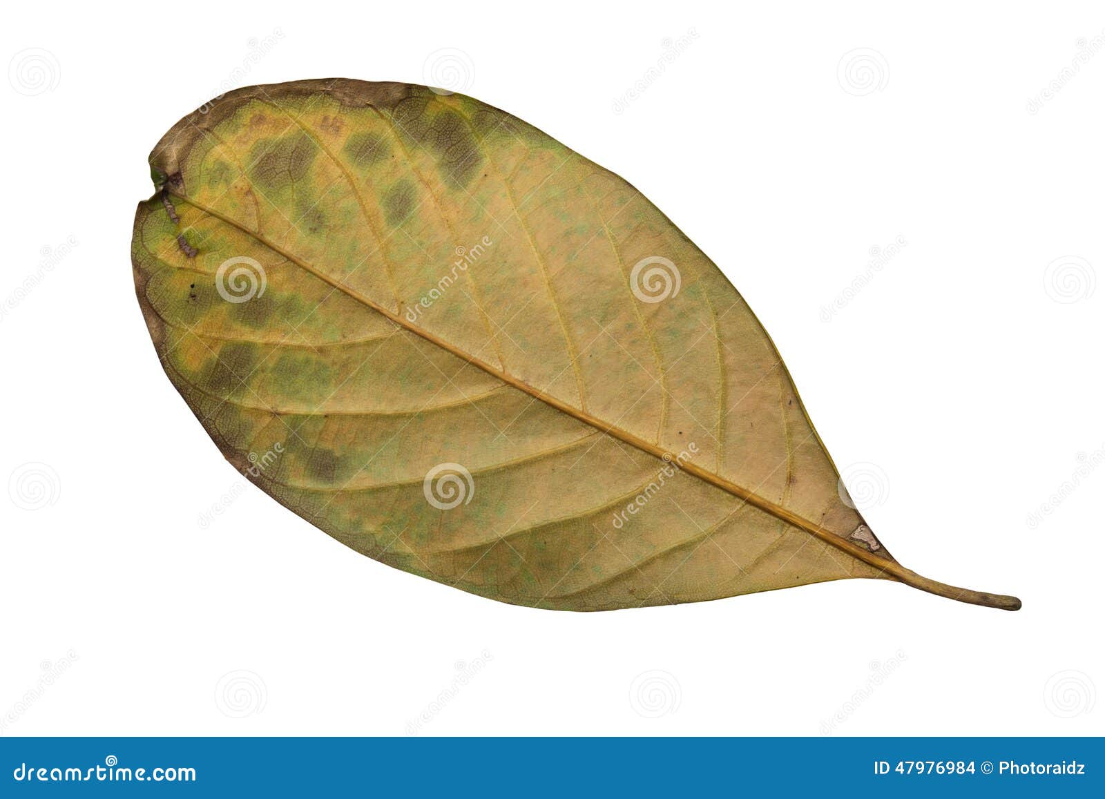 Jack Fruit leaves stock photo. Image of green, fruit - 47976984