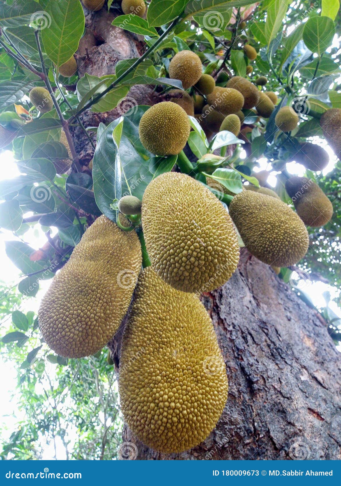 Jack fruit stock image. Image of food, jack, yello, fruit - 180009673