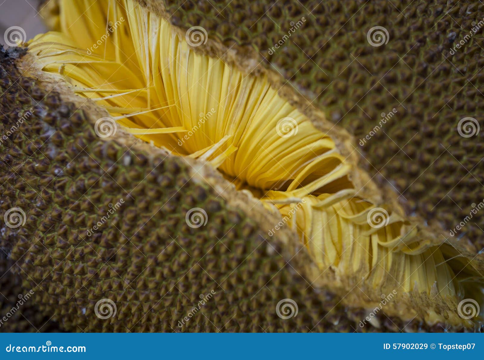 Jack Fruit Ripe Break Off Stock Photos - Free & Royalty-Free Stock ...