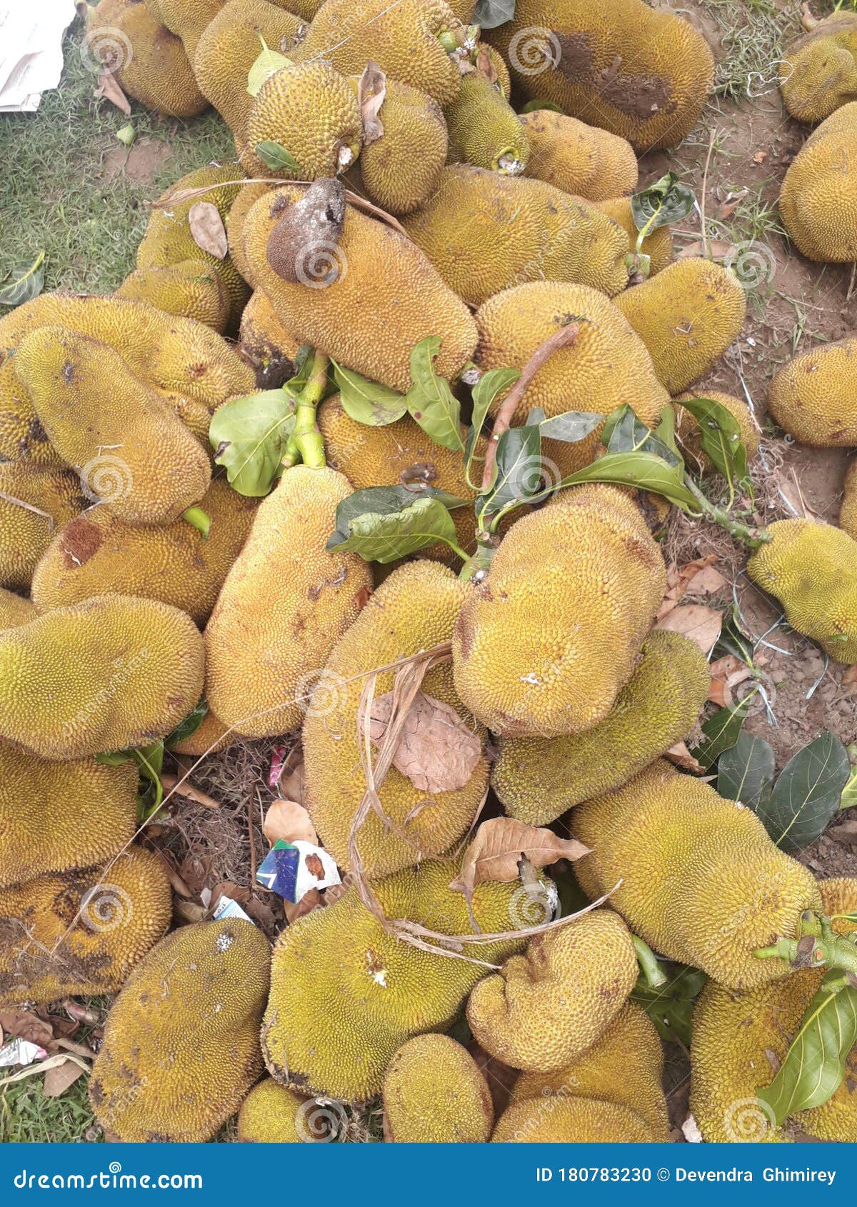 Jack Fruit Separate from Tree for Vegetable in Corona Lockdown Supply ...