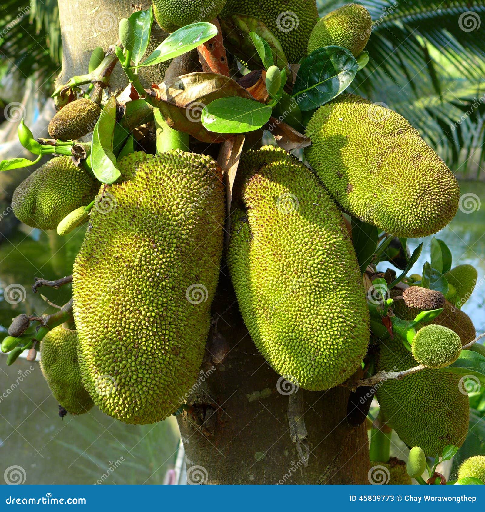 Jack fruit. stock image. Image of fruits, sweet, jack - 45809773