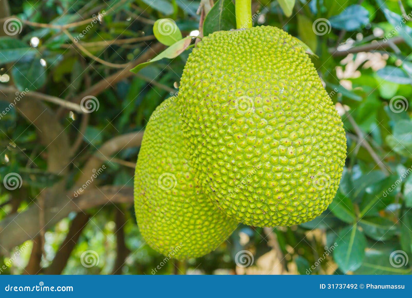 Jack fruit stock photo. Image of life, fruit, foodstuff - 31737492