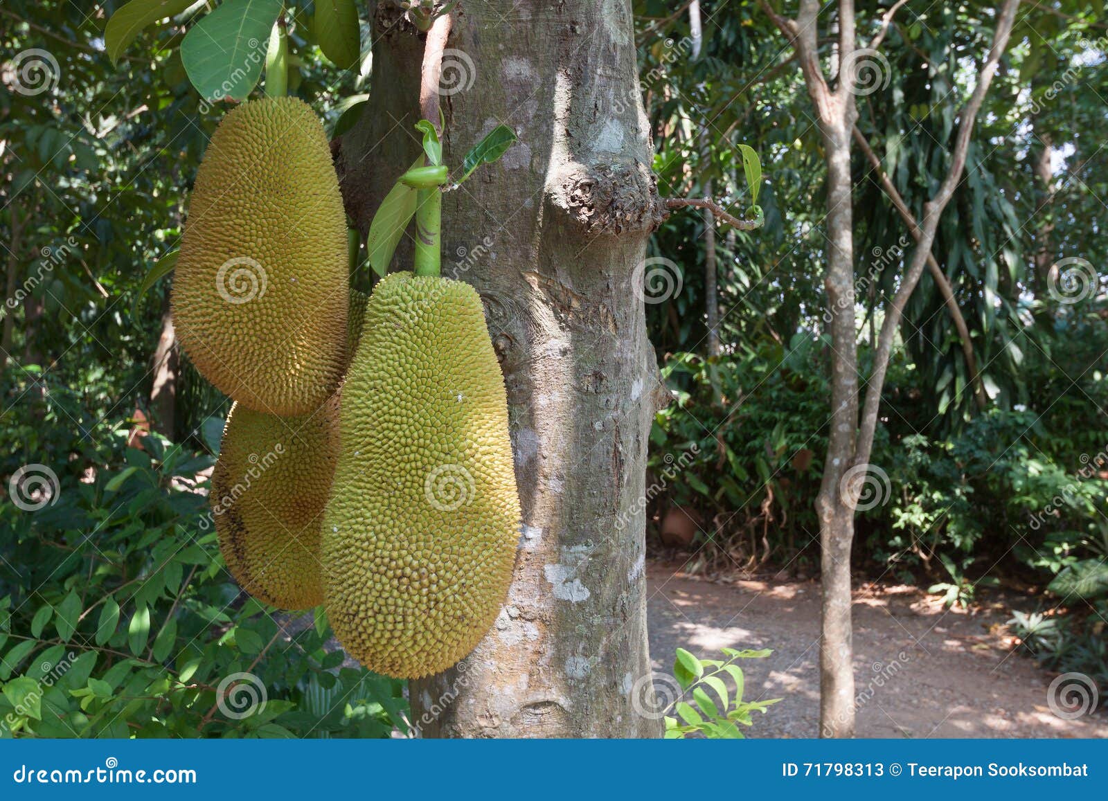 The Jack Fruit on the Tree . Stock Image - Image of nature, asian: 71798313