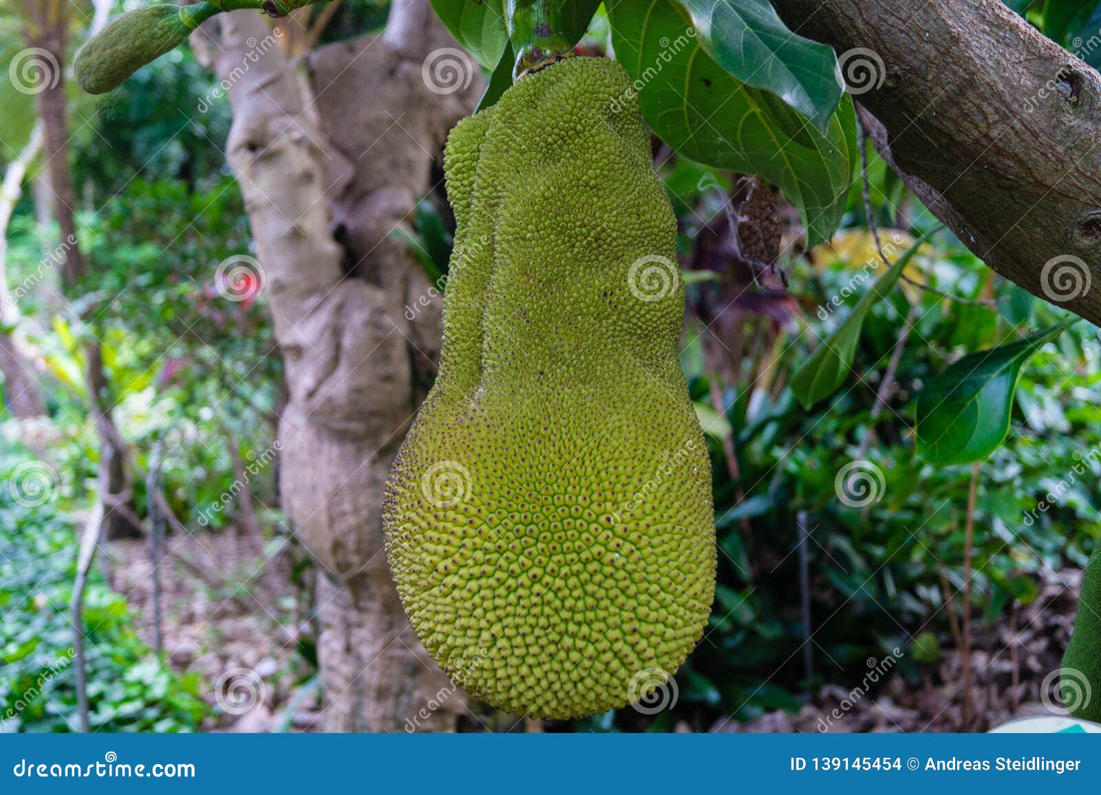 Jack fruit tree stock photo. Image of growth, asia, jack - 139145454