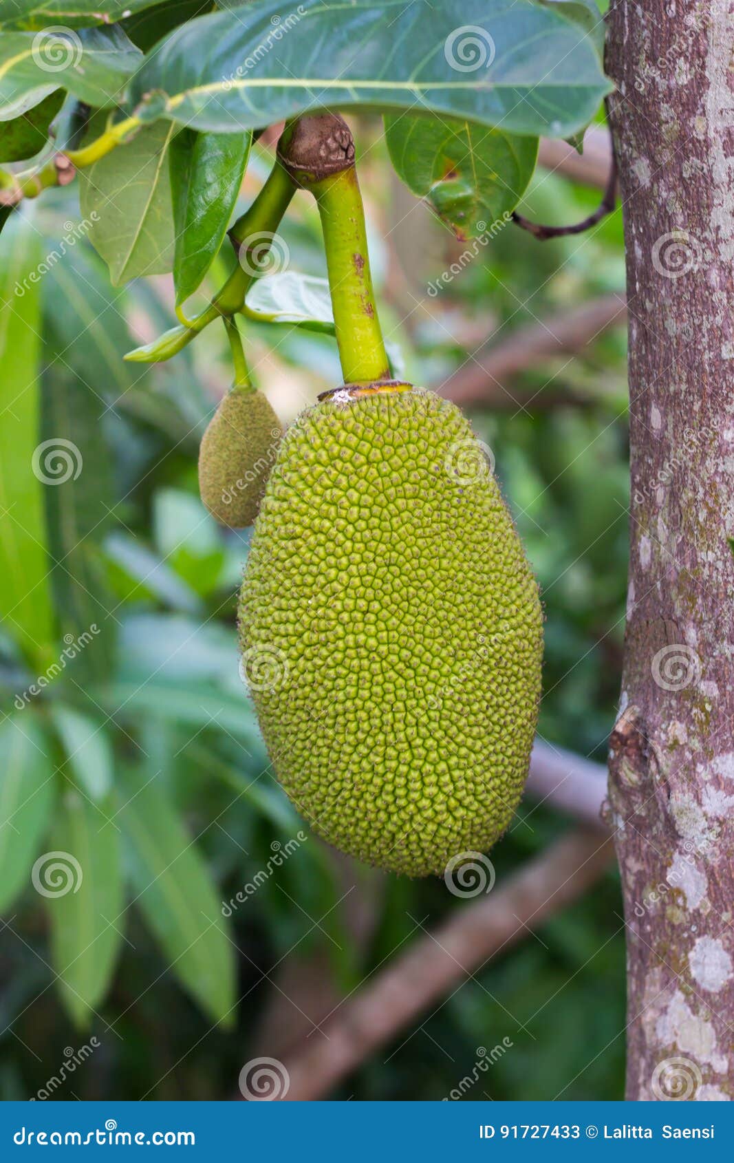 Jack Fruit on Tree stock image. Image of tree, graden - 91727433