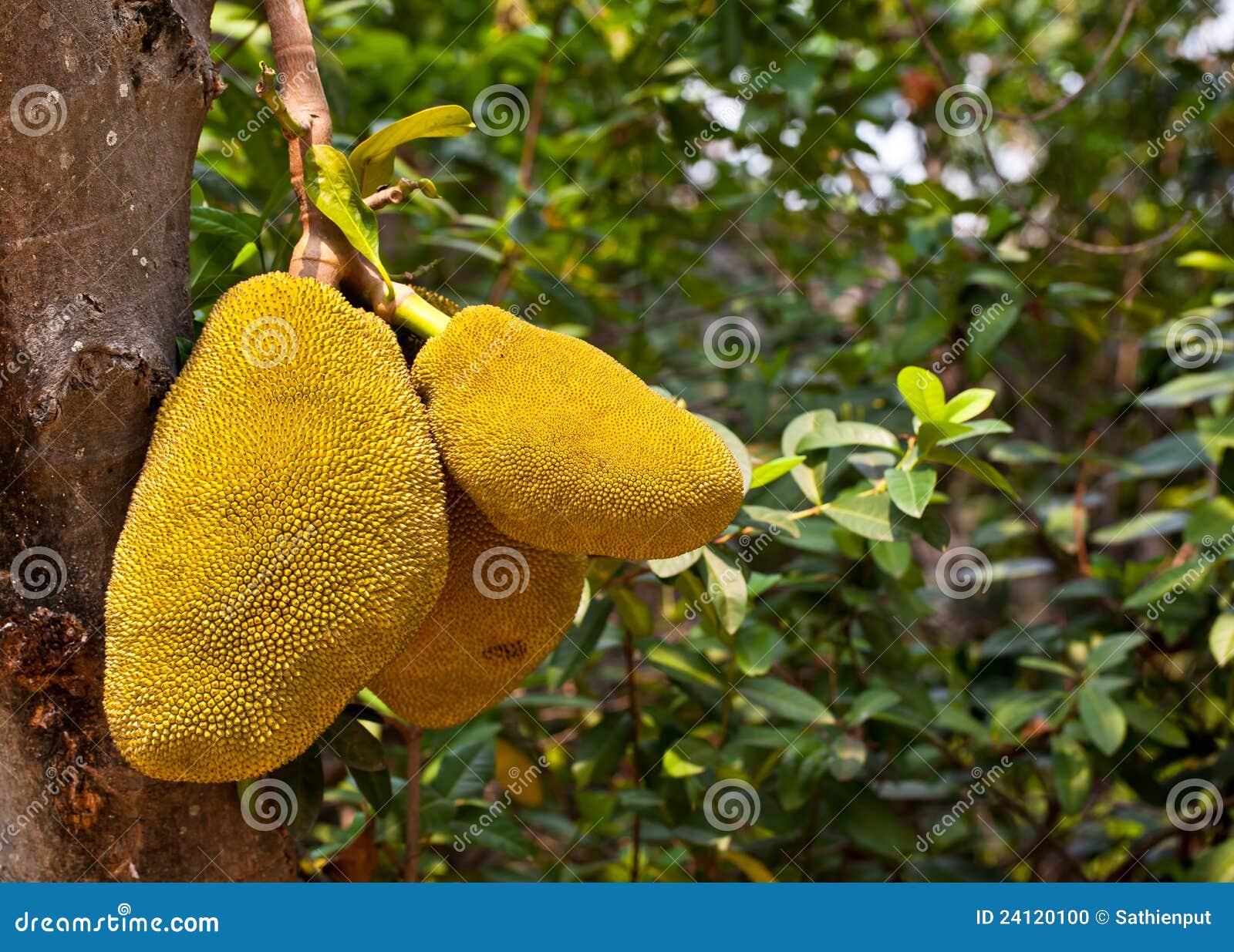 Jack Fruit on the Tree in Garden Stock Photo - Image of asian ...