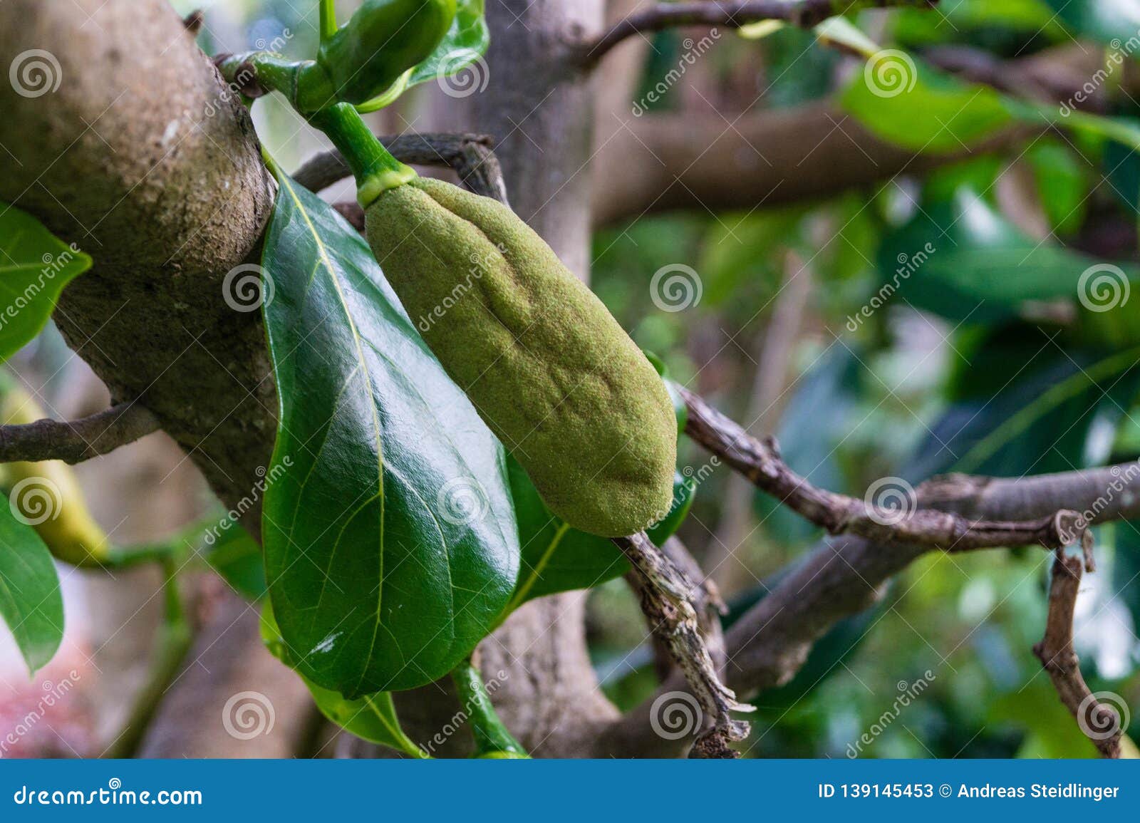 Jack fruit tree stock image. Image of field, beautiful - 139145453