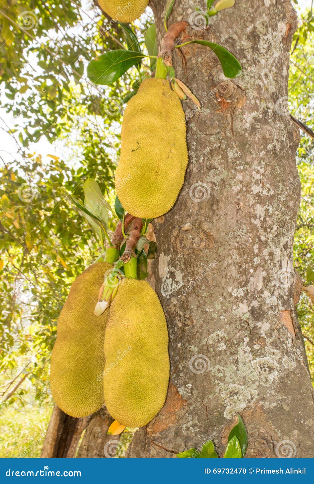 Jack Fruit Tree (Artocarpus Heterophyllus) Stock Photo - Image of ...