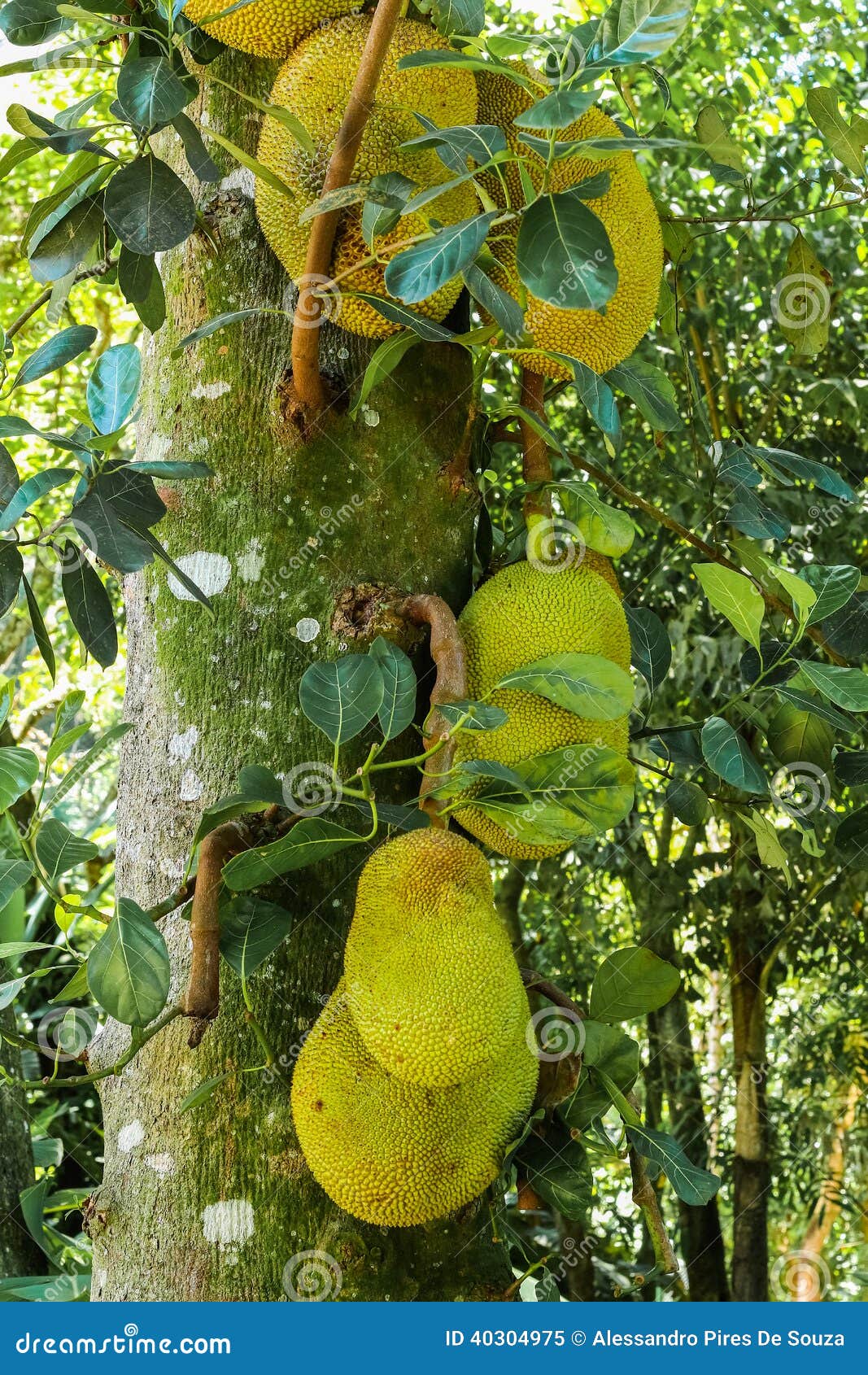 Jack Fruit on the Tree stock image. Image of pattern - 40304975
