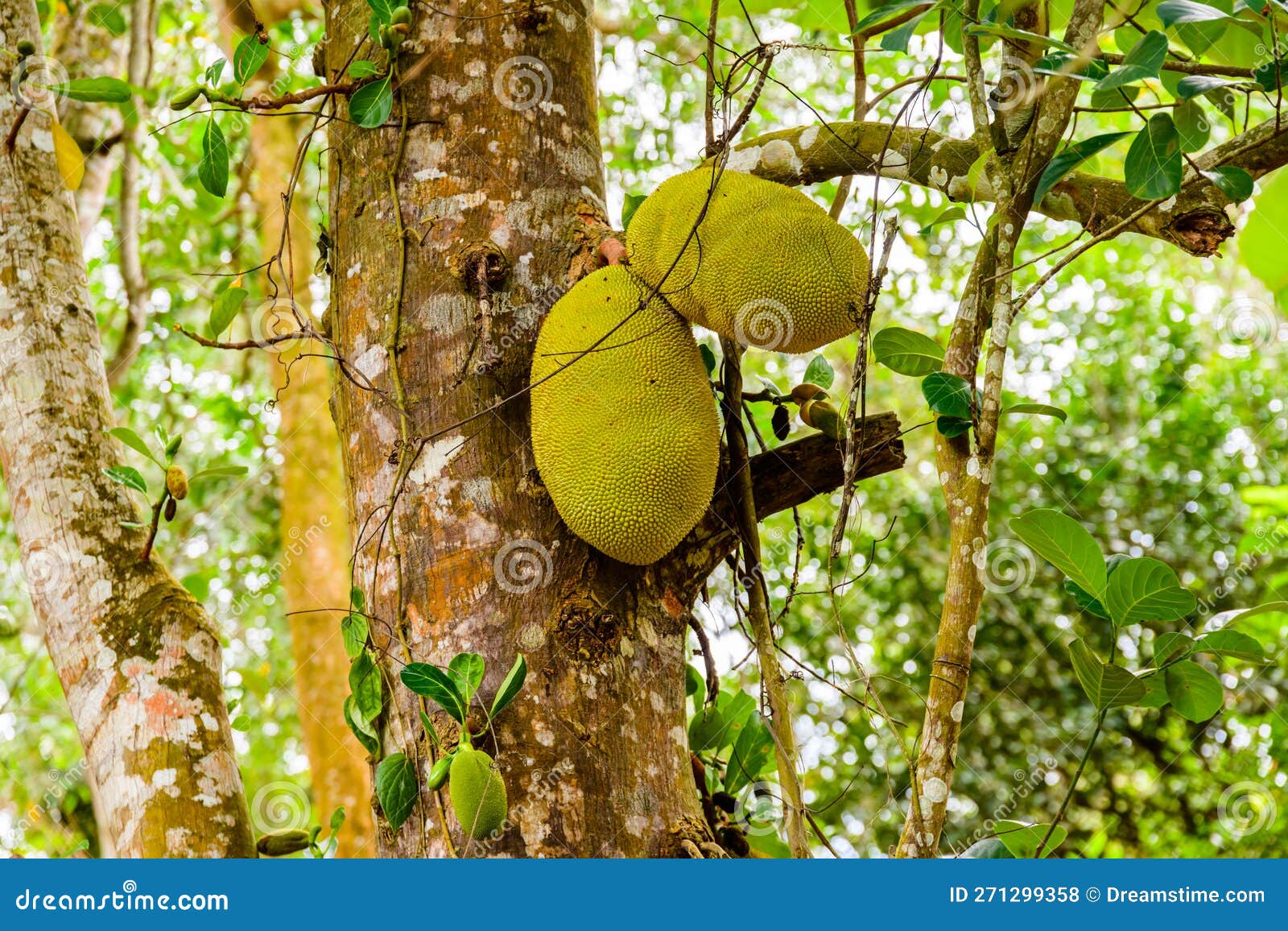 Jack Fruit Tree with Ripe Fruits at the Farm at Zanzibar Stock Photo ...