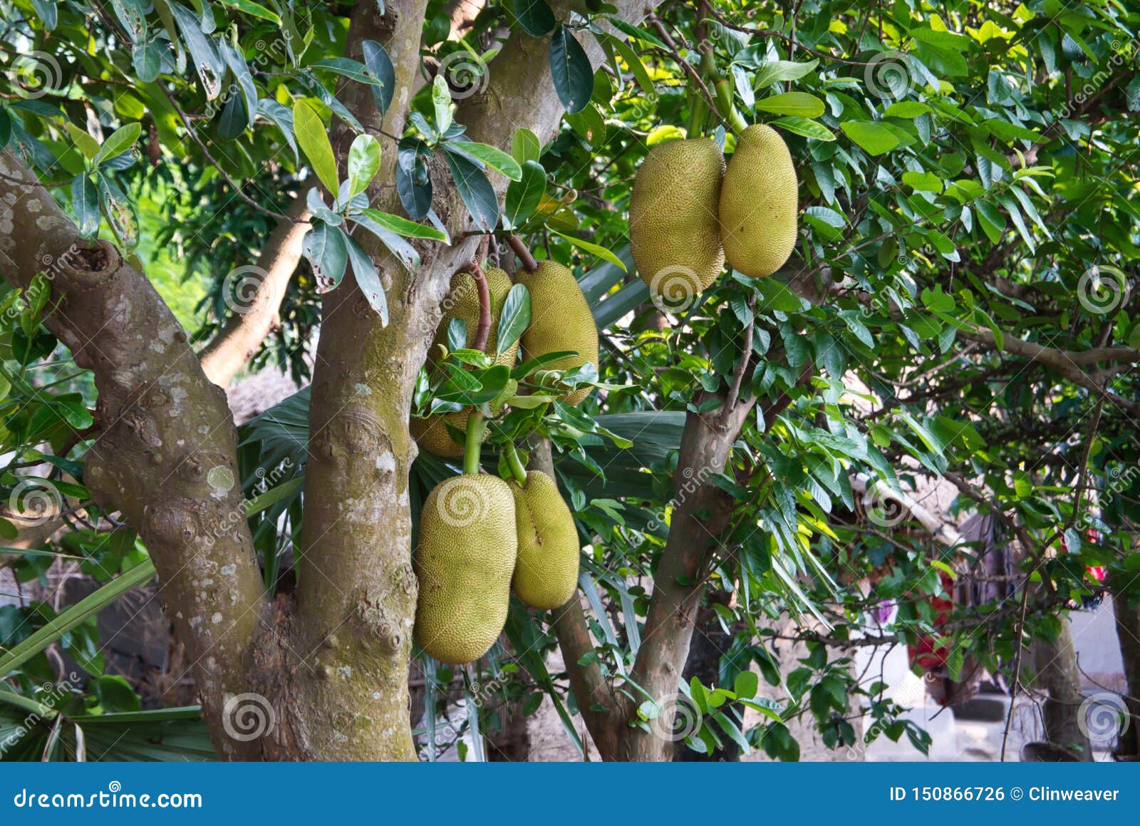 Jack Fruit in Tree stock photo. Image of stem, outdoor - 150866726