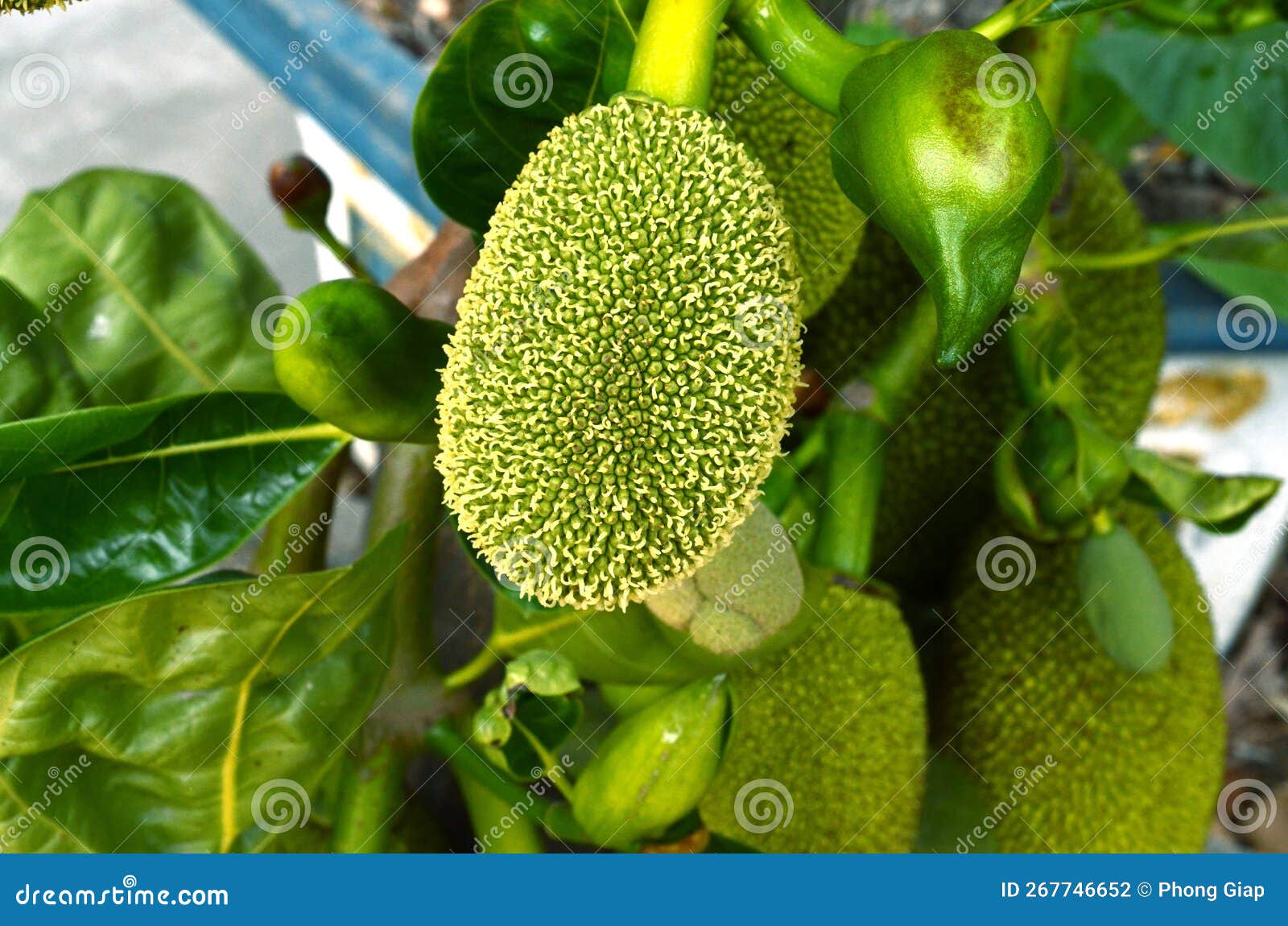 Jack fruit on tree stock photo. Image of color, tropical - 267746652