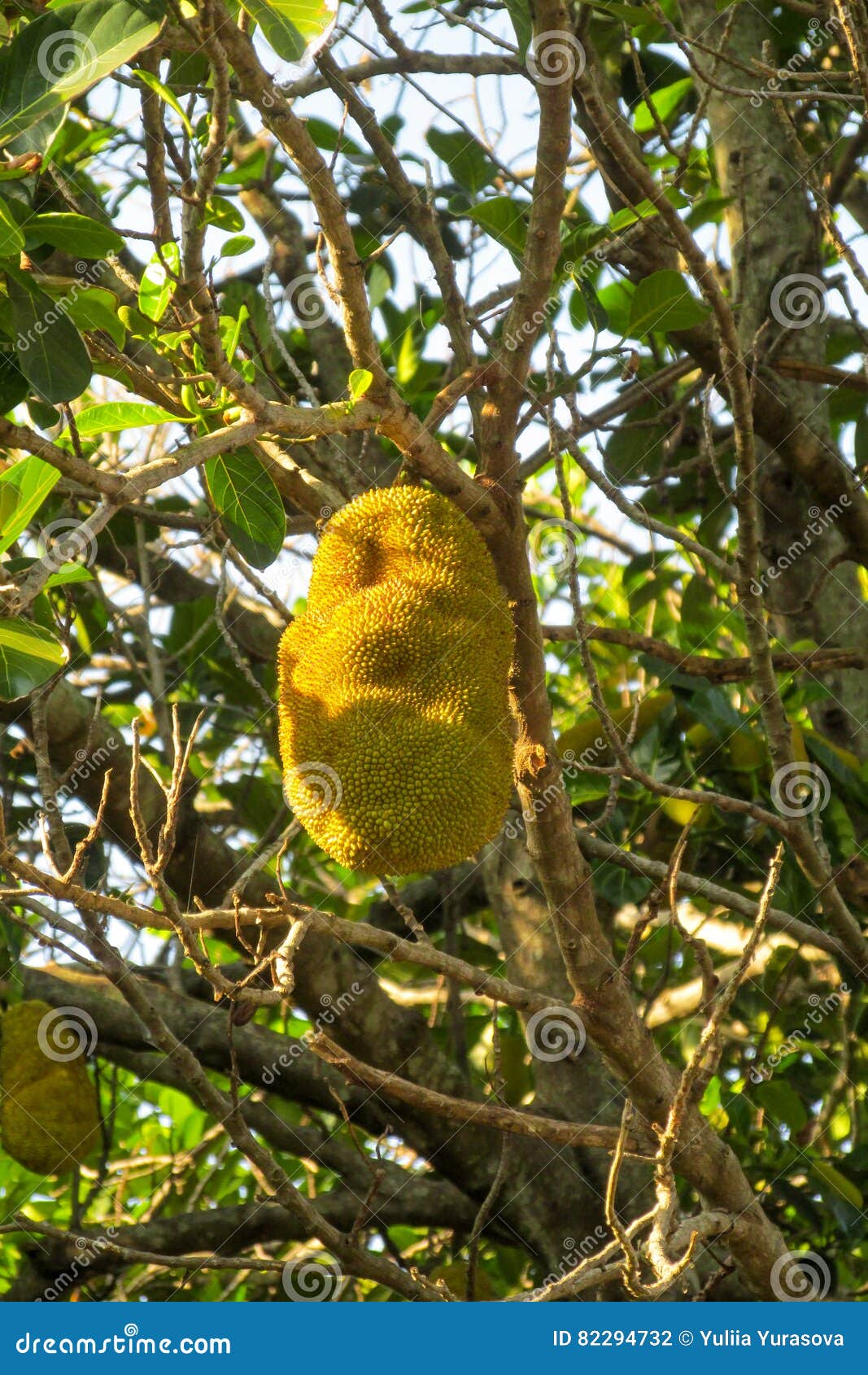 Jack fruit on the tree stock photo. Image of garden, natural - 82294732