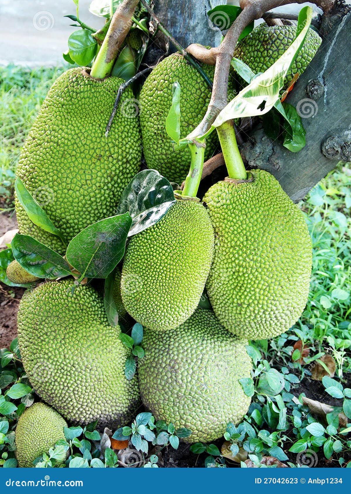 Jack fruits. stock image. Image of asian, health, jack - 27042623