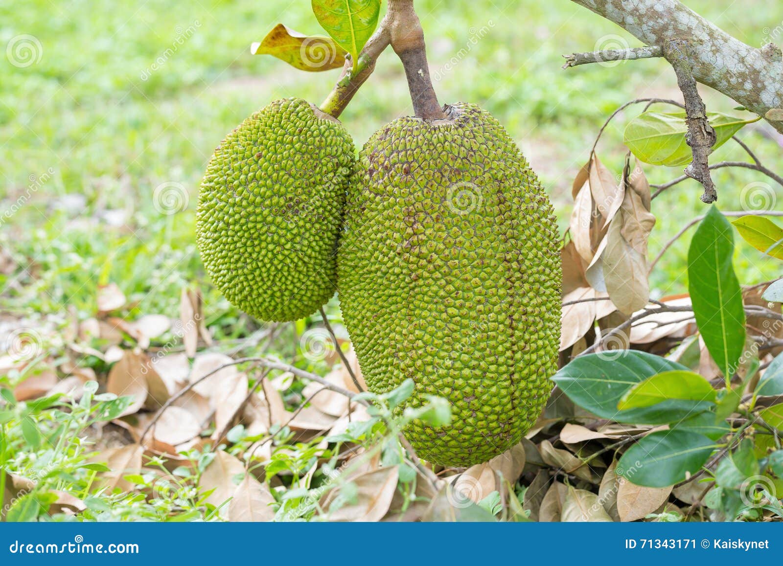 Jack Fruits Hanging on the Tree Stock Image - Image of focus ...