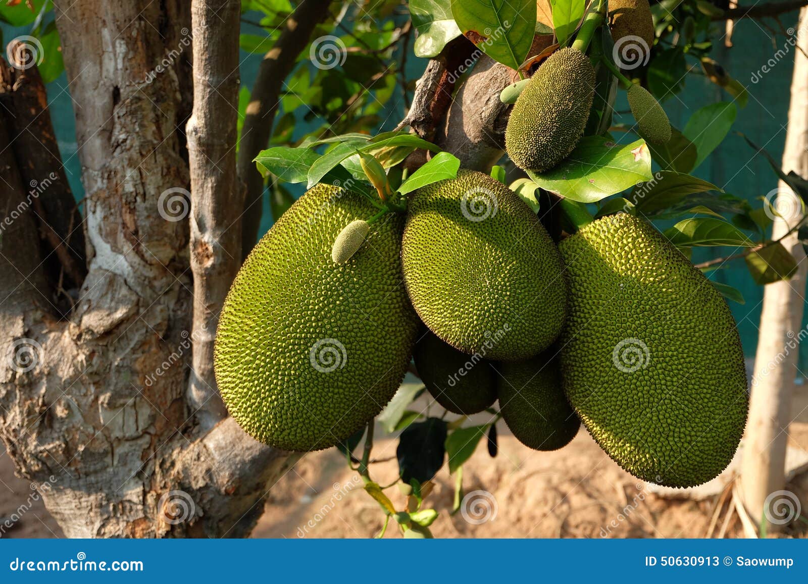 Jack Fruits Plentifully Tree Stock Image - Image of fruit, product ...