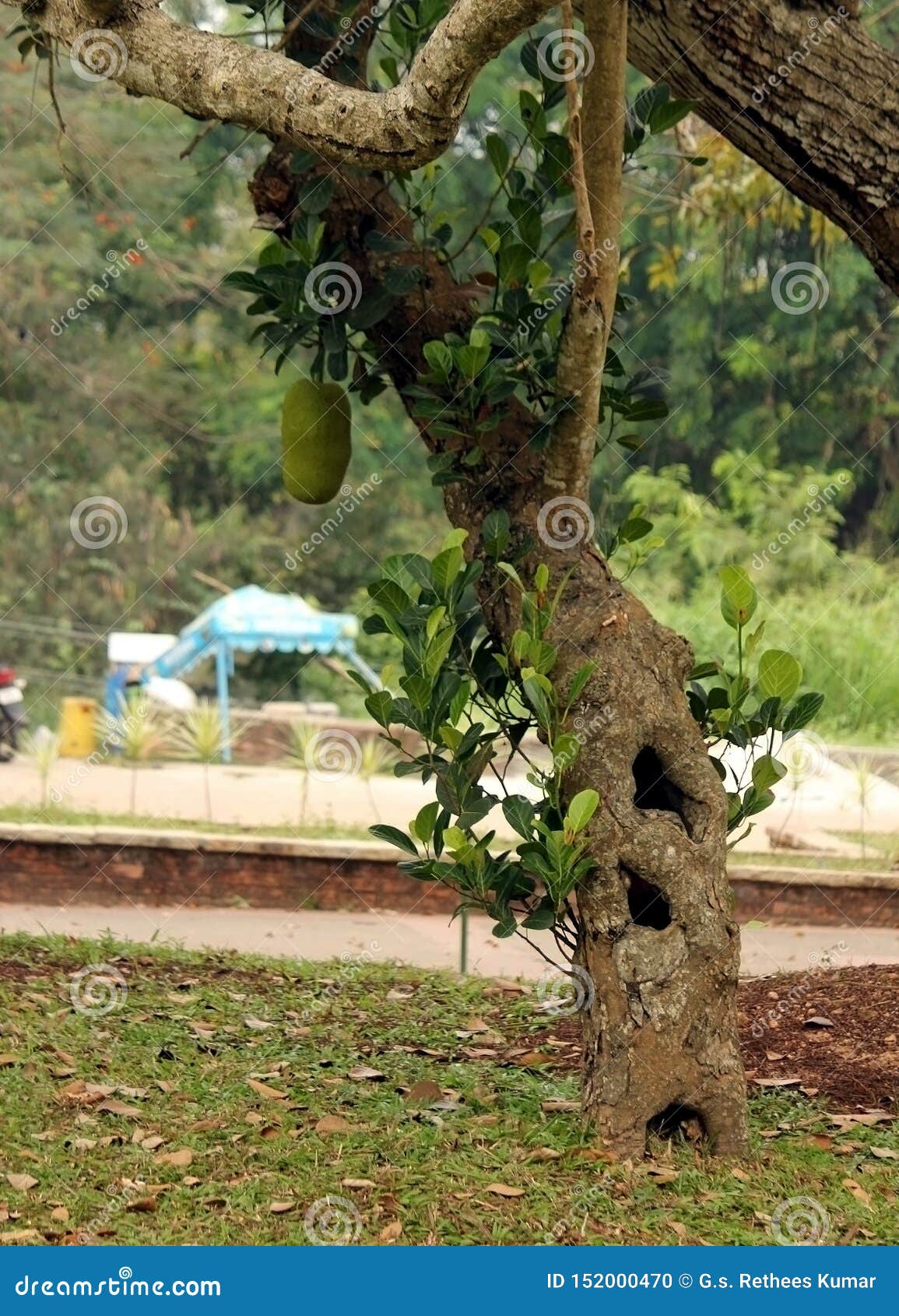 Jack fruits tree stock photo. Image of colorful, garden - 152000470