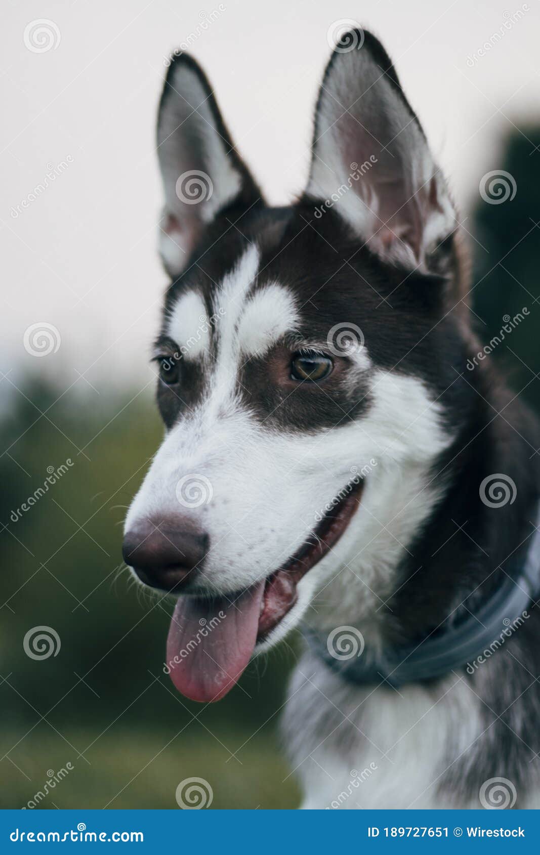 Jack the Husky stock image. Image of wild, domestic - 189727651