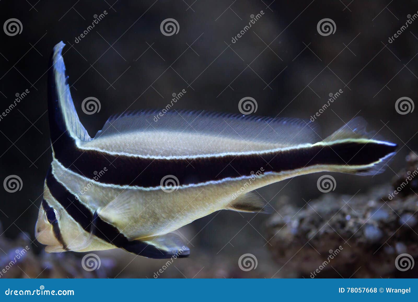 Jack-knifefish (Equetus Lanceolatus). Stock Photo - Image of fishes ...