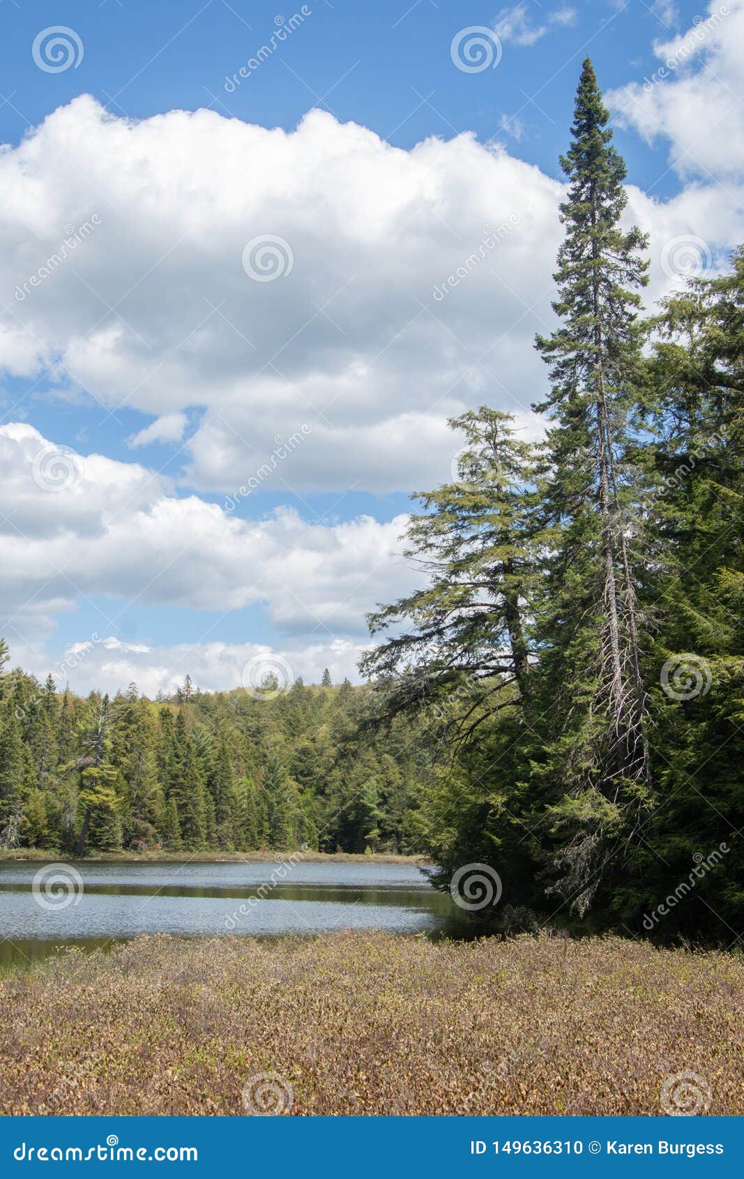 Jack Lake from the Hemlock Trail Boardwalk in Algonquin Park Ontario ...