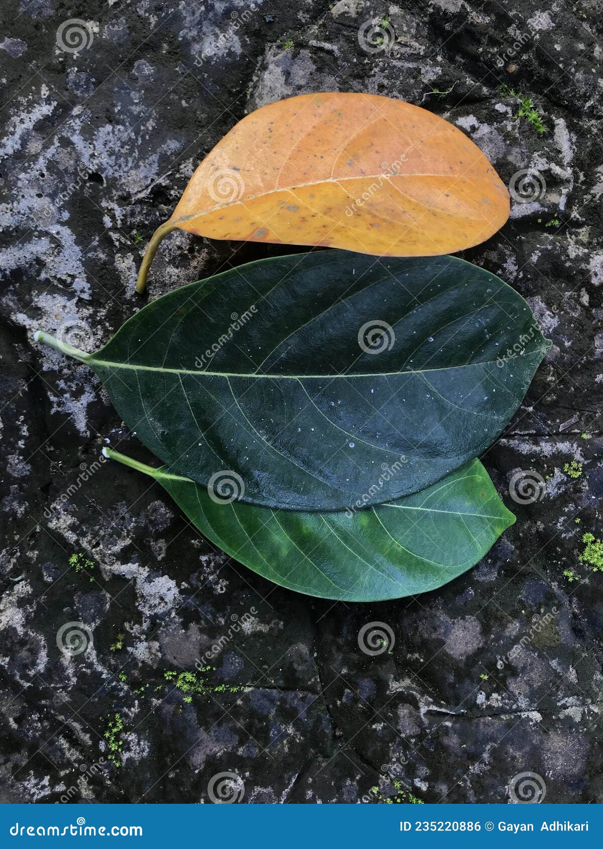 Jack Leaves Colors Variations Dark Green To Yellow Stock Photo - Image ...