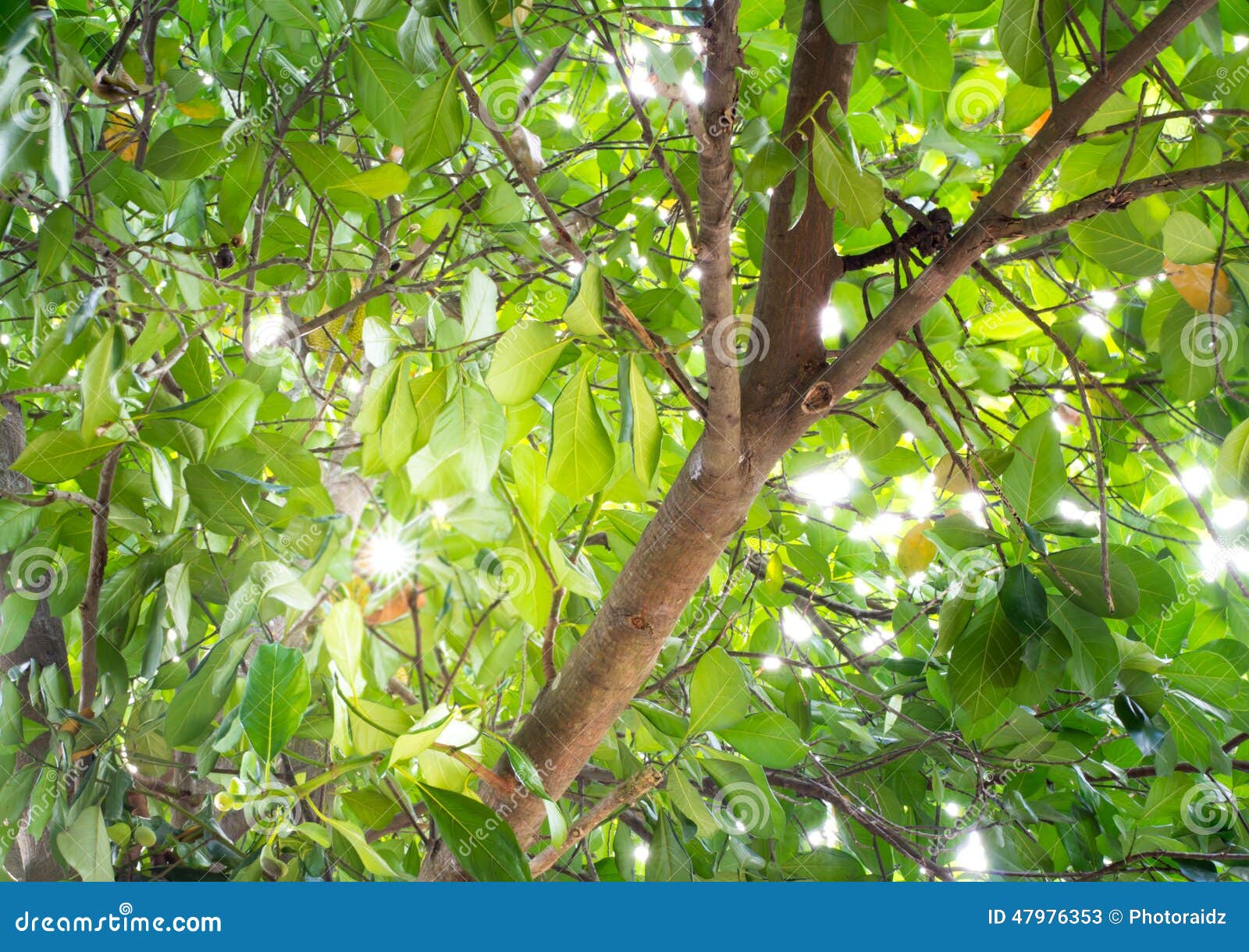 Jack leaves stock image. Image of plantation, sweet, ripe - 47976353
