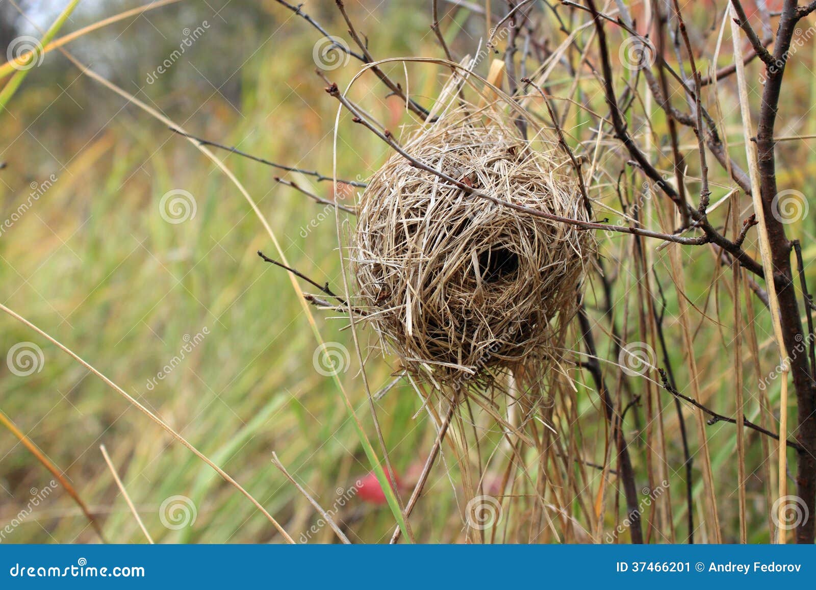 Jack mouse baby stock image. Image of mouse, jack, ball - 37466201