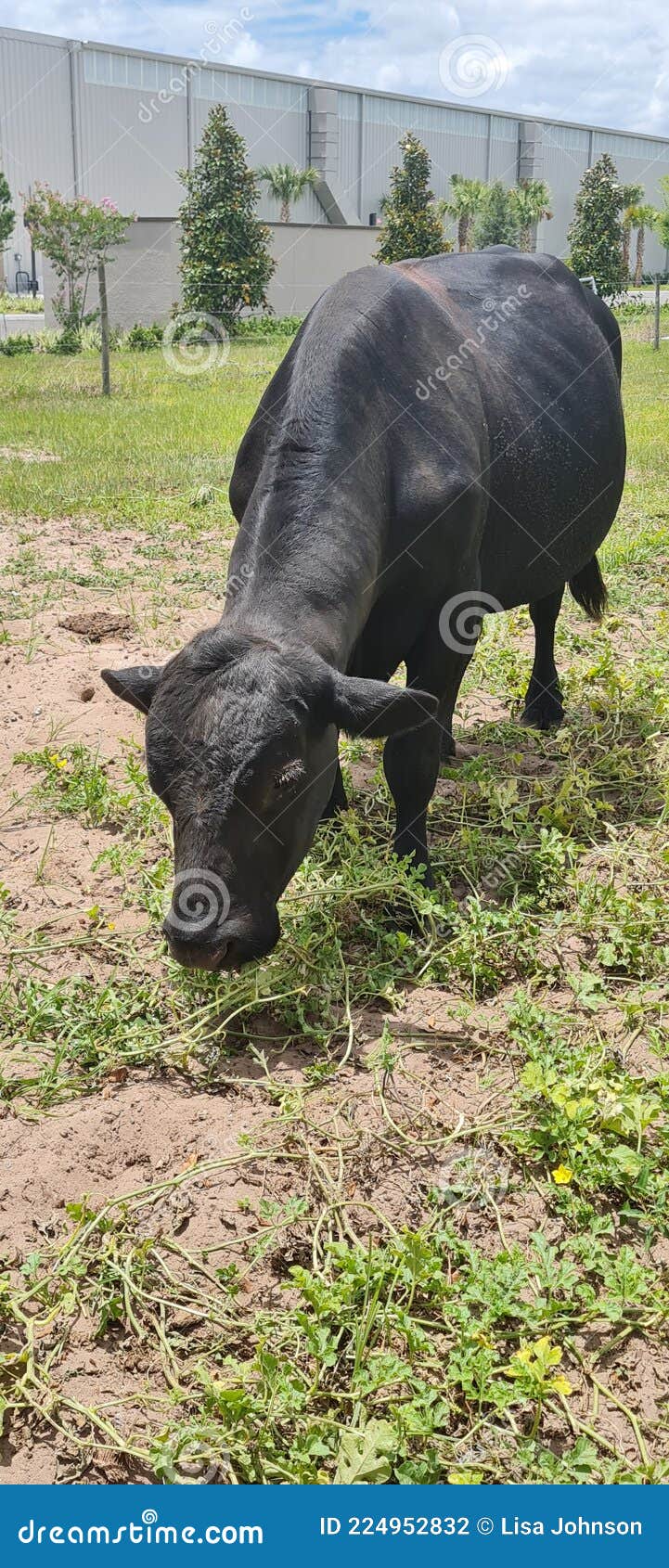 Jack negro la vaca foto de archivo. Imagen de pico, flor - 224952832