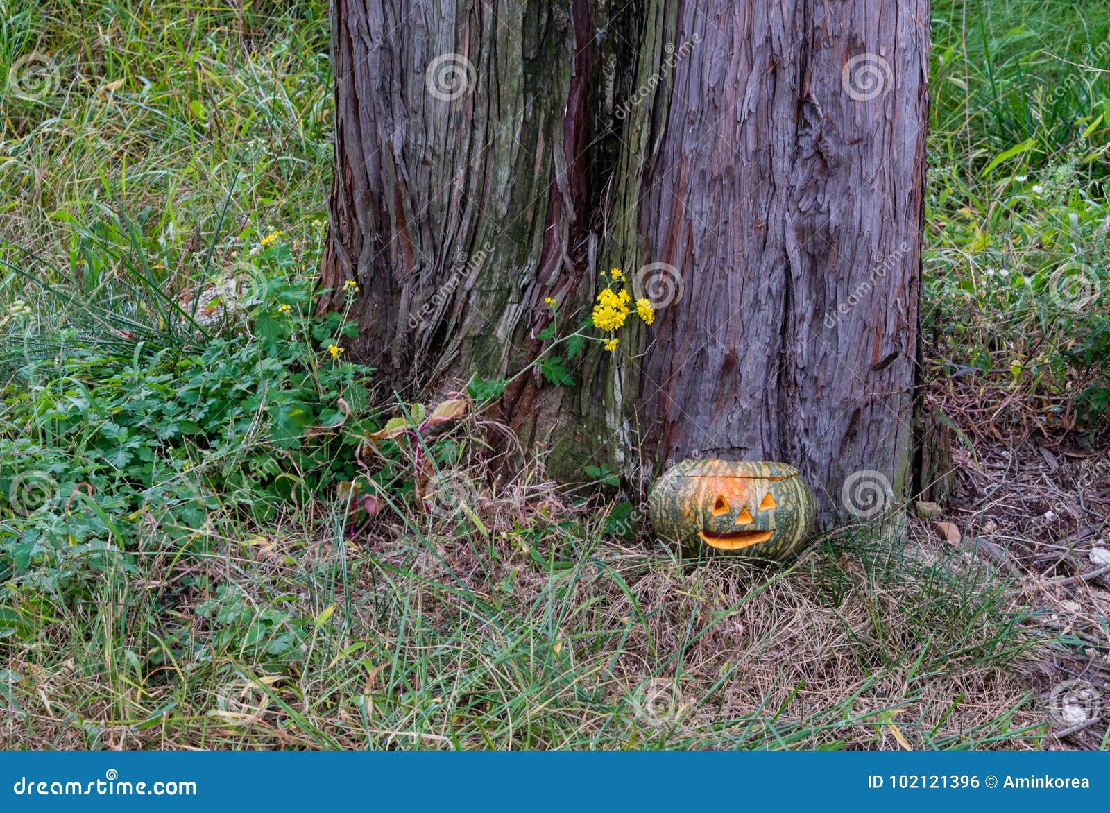 Jack-O-Lantern in Front of Large Tree Stock Photo - Image of lantern ...