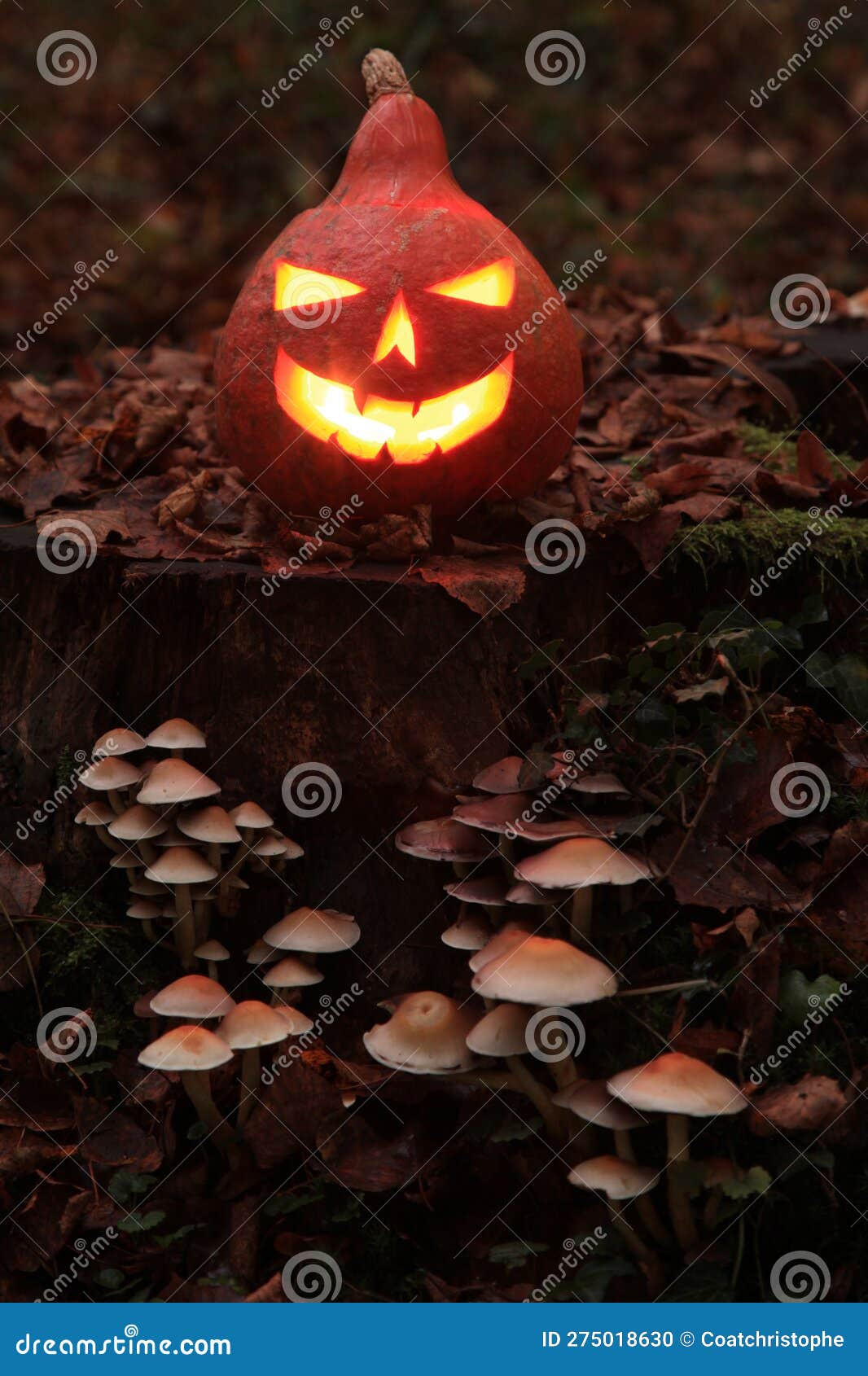 Jack O Lantern Lit on a Tree Stump Stock Photo - Image of jack ...