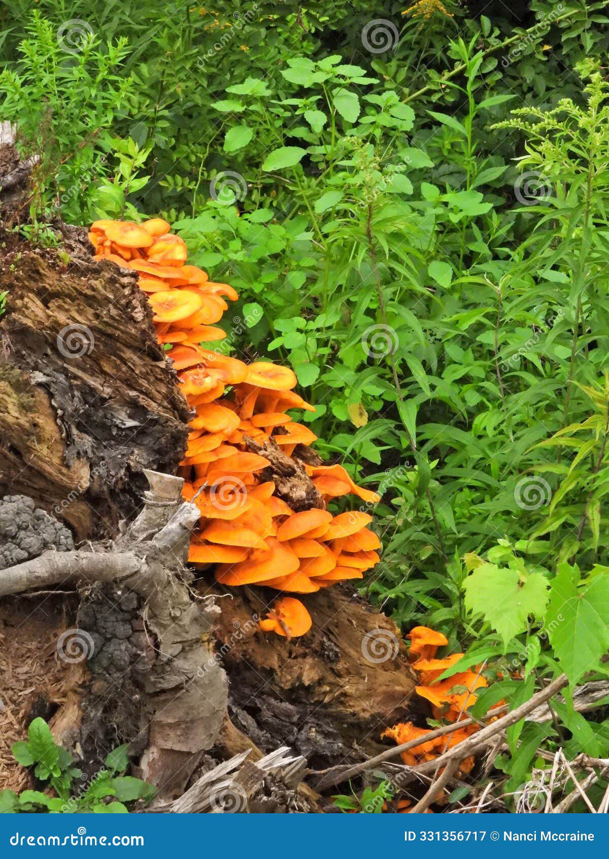 Jack O Lantern Orange Mushrooms Can Glow Green at Night Stock Image ...