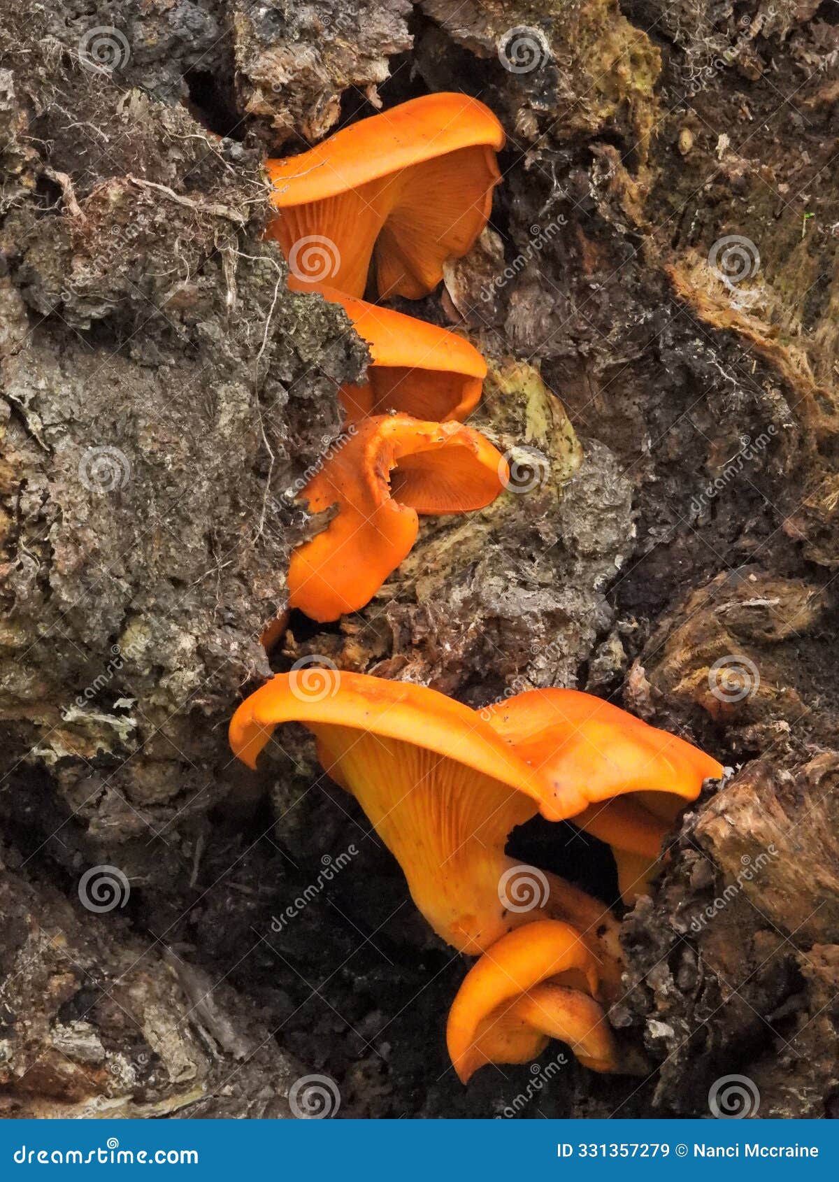 Jack O Lantern Orange Mushrooms are Toxic To Humans Stock Image - Image ...