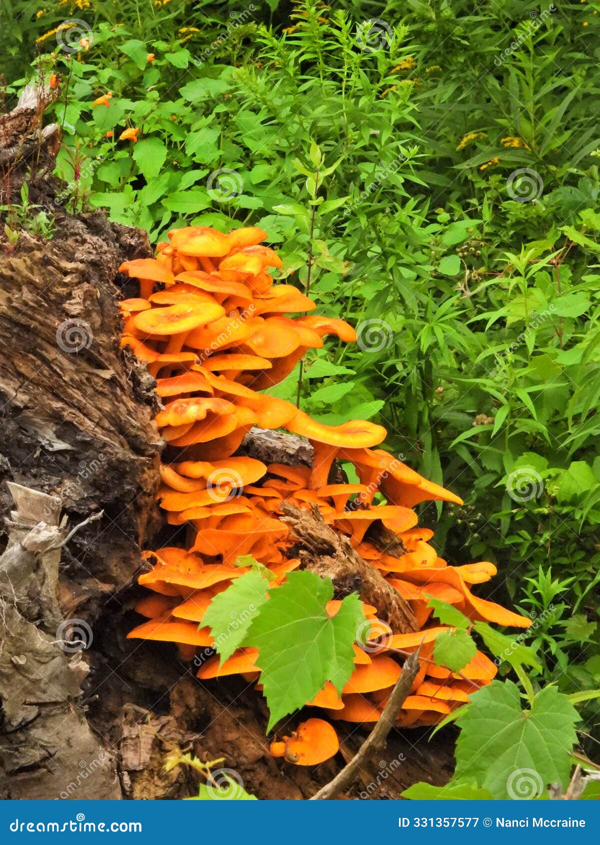 Jack O Lantern Orange Mushrooms Growing on Deadwood Stock Image - Image ...
