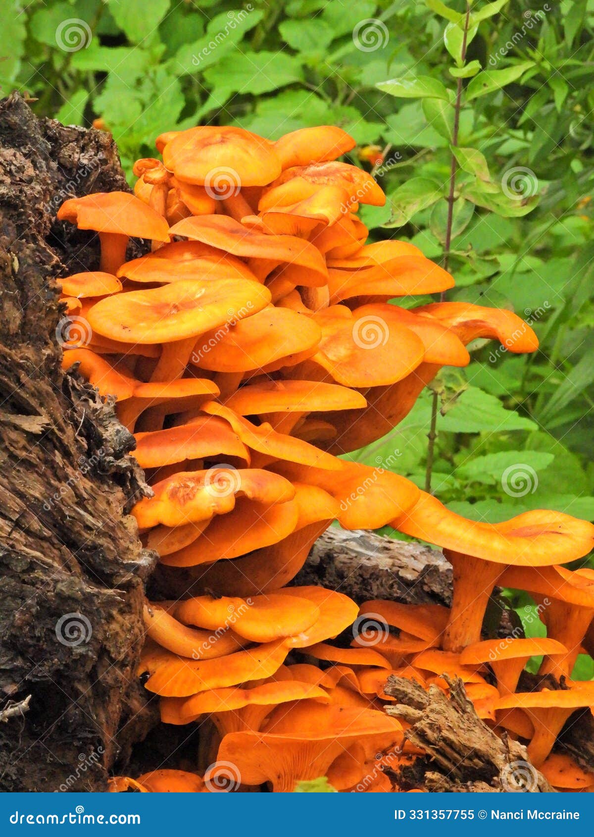 Jack O Lantern are a Poisonous Common Orange Mushrooms in NYS Stock ...