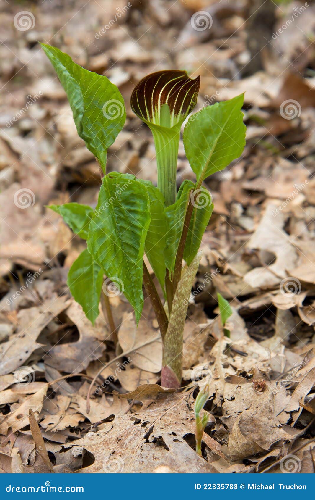 Jack in the Pulpit Sprouts Open Stock Photo - Image of forest ...