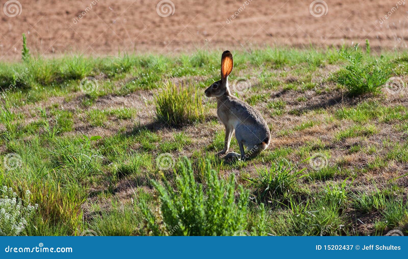 Jack Rabbit stock image. Image of rabbit, ears, desert - 15202437