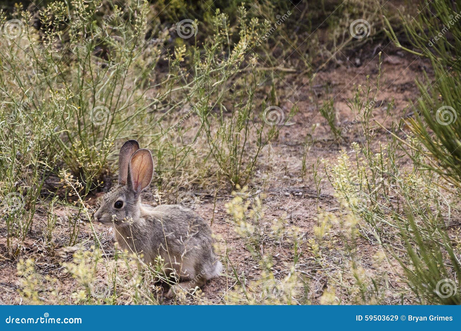 Jack Rabbit stock image. Image of desert, brush, rabbit - 59503629