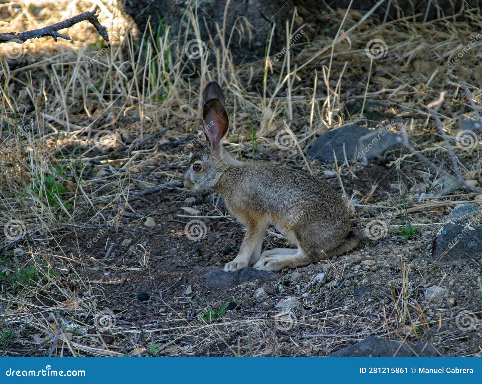 Jack Rabbit stock image. Image of leaves, sitting, outdoors - 281215861